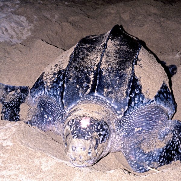 Turtle Tracking | Best South Africa & Mozambique Experiences | Art Of ...